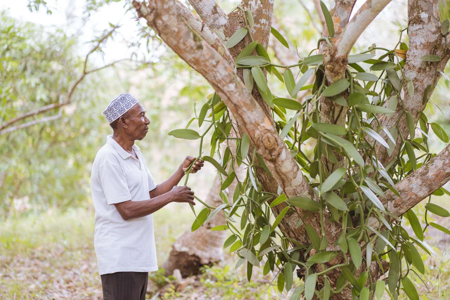 Empowering Change: 7 Steps Towards Ethical Vanilla Farming