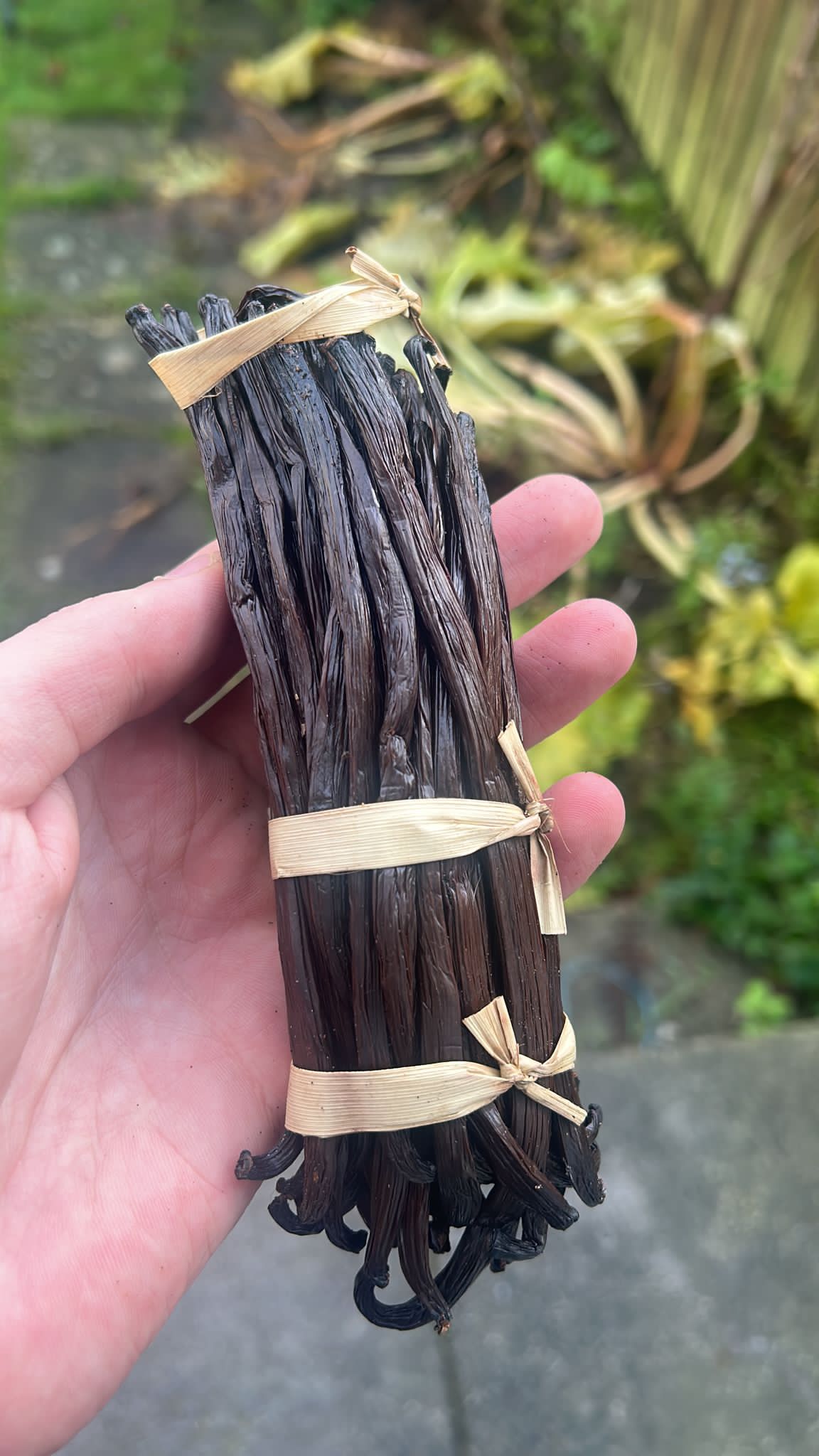 Empowering Change: 7 Steps Towards Ethical Vanilla Farming